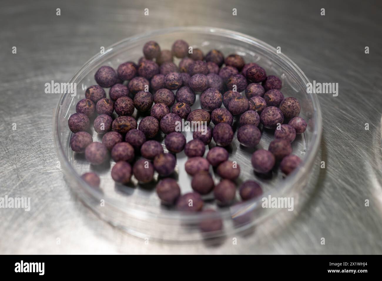 Samples in box of new legumes and vegetables seeds varieties in seed ...