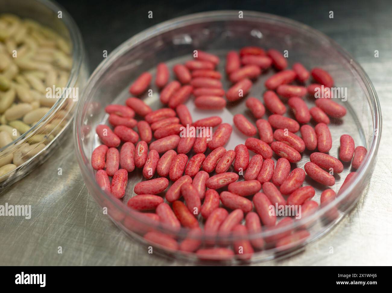 Samples in box of new legumes and vegetables seeds varieties in seed ...