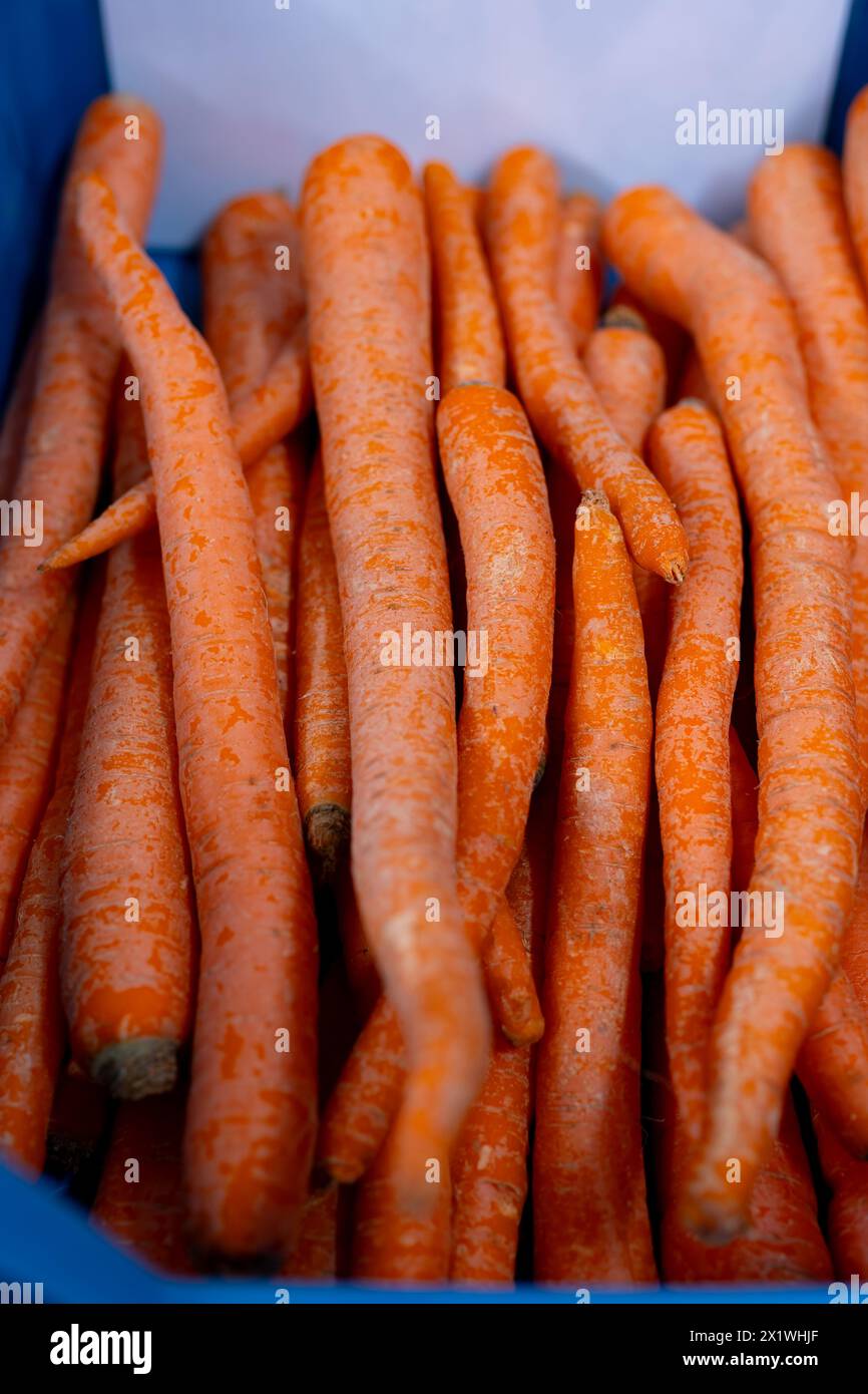 Different types and sizes of non standard orange carrots in plastic box ...