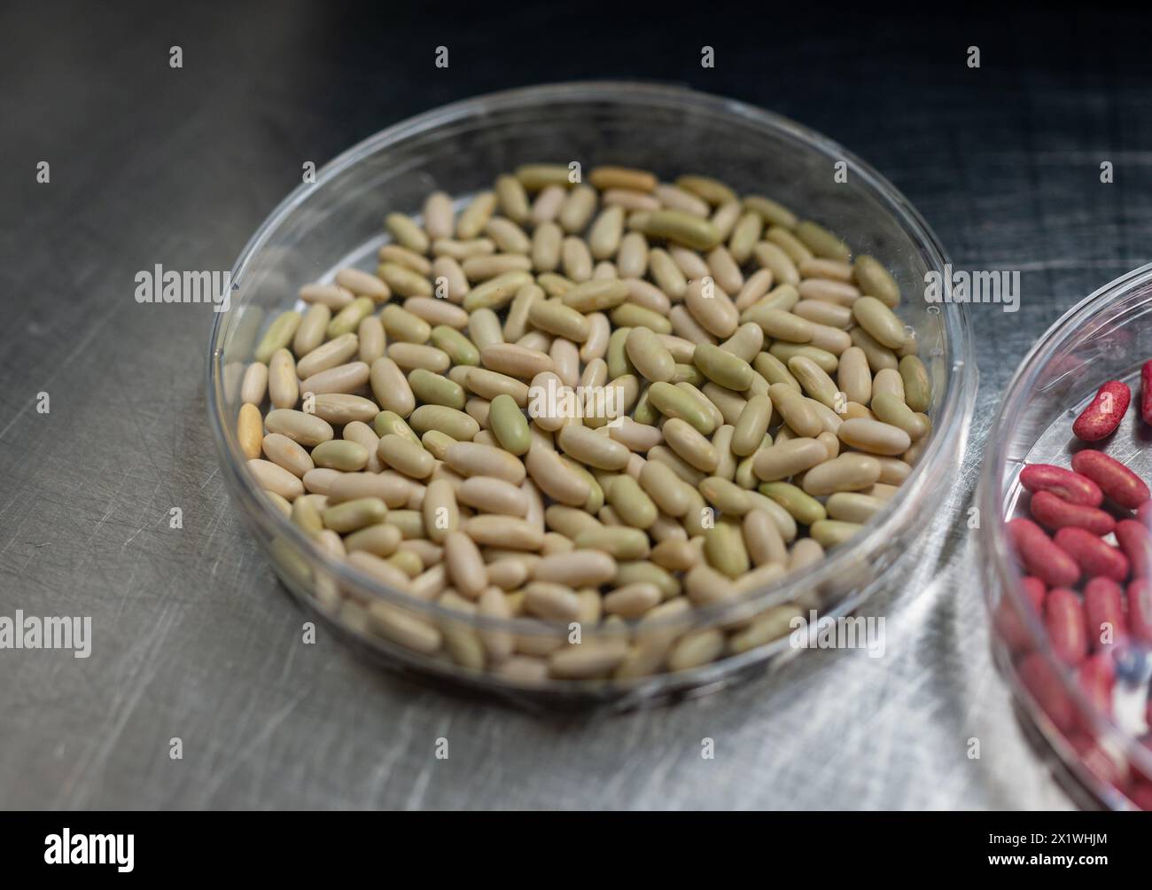 Samples in box of new legumes and vegetables seeds varieties in seed ...