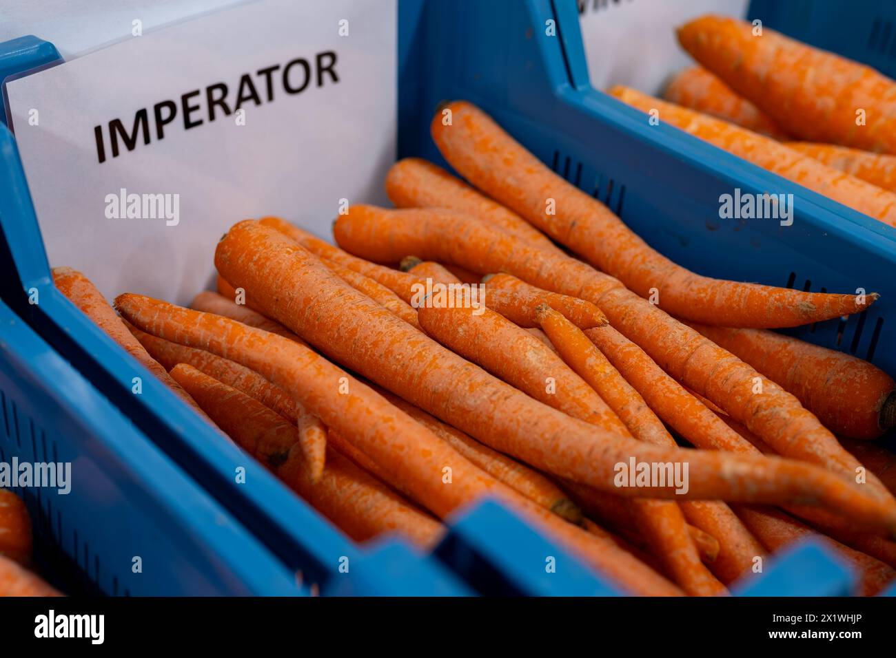 Different types and sizes of non standard orange carrots in plastic box ...