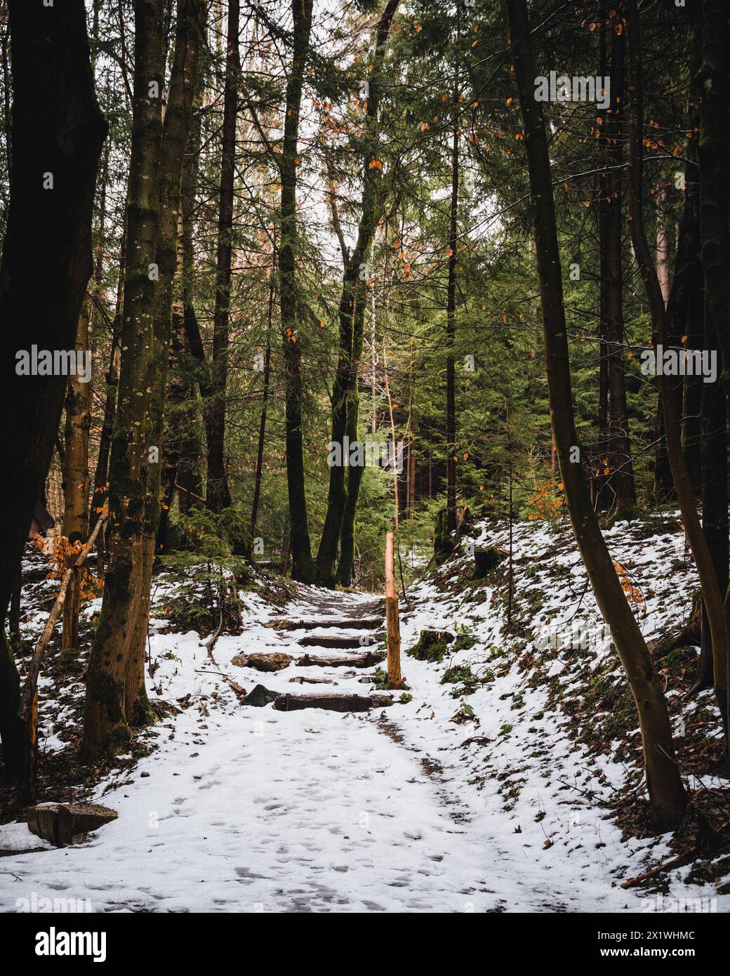 Winter, Landscape, Bavaria, snow, alps, forest, frozen Stock Photo - Alamy