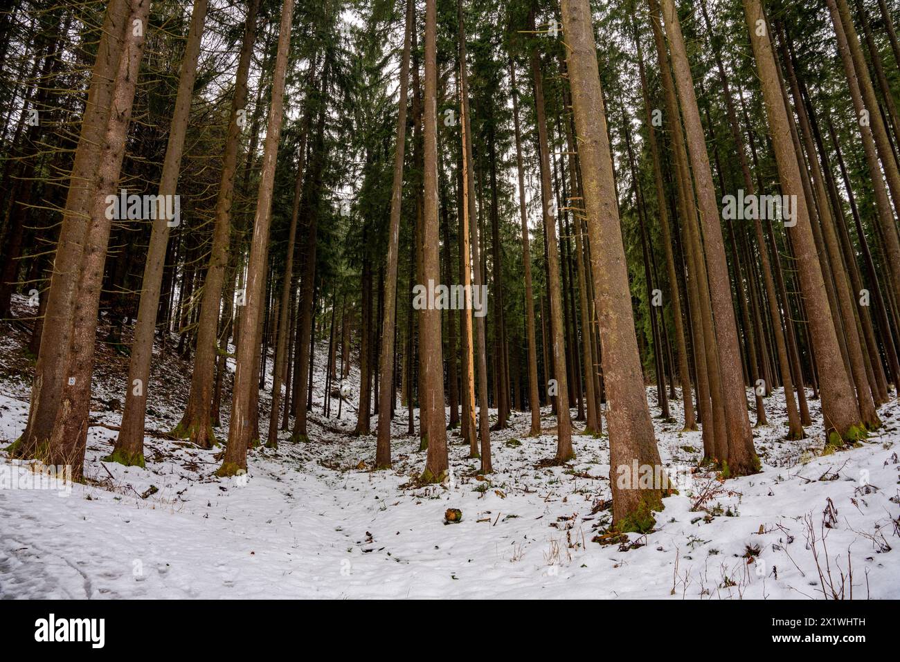 Winter, Landscape, Bavaria, snow, alps, forest, frozen Stock Photo - Alamy
