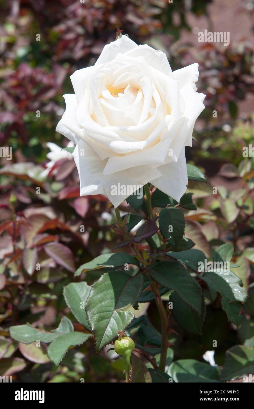 colorful roses in an outdoor garden Stock Photo - Alamy