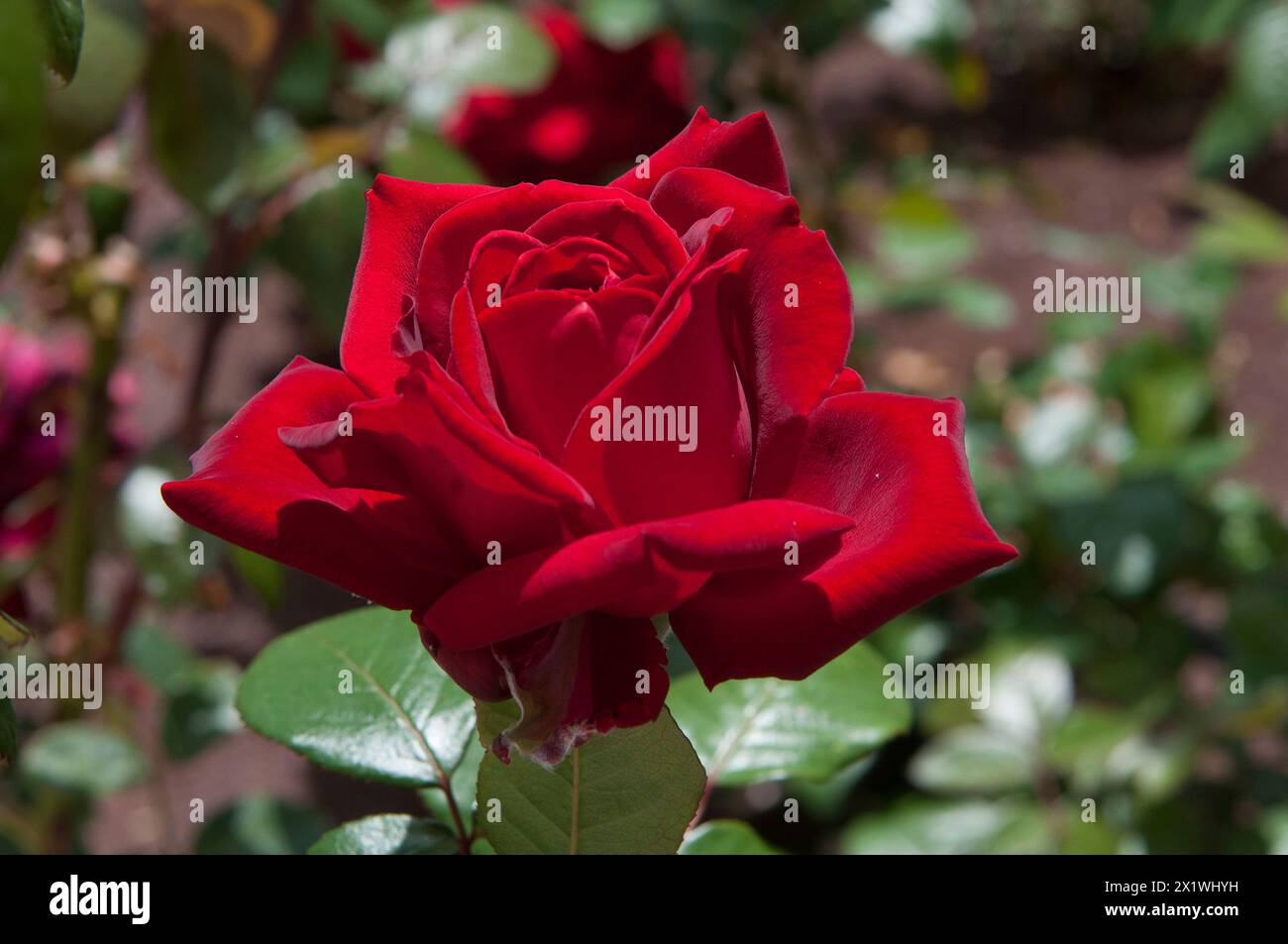 colorful roses in an outdoor garden Stock Photo - Alamy