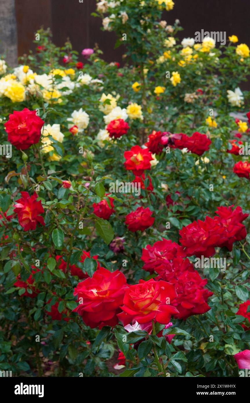 colorful roses in an outdoor garden Stock Photo - Alamy
