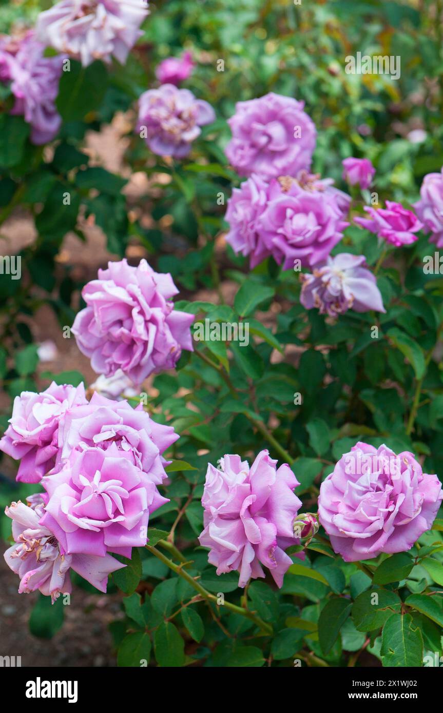 colorful roses in an outdoor garden Stock Photo - Alamy