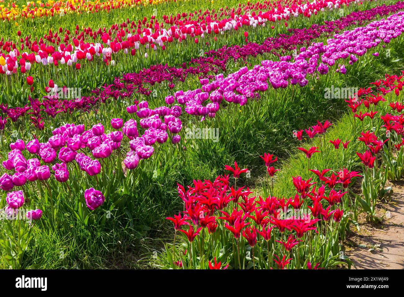 rows of brightly coloured tulips in tulip field tulip fields, Tulleys ...