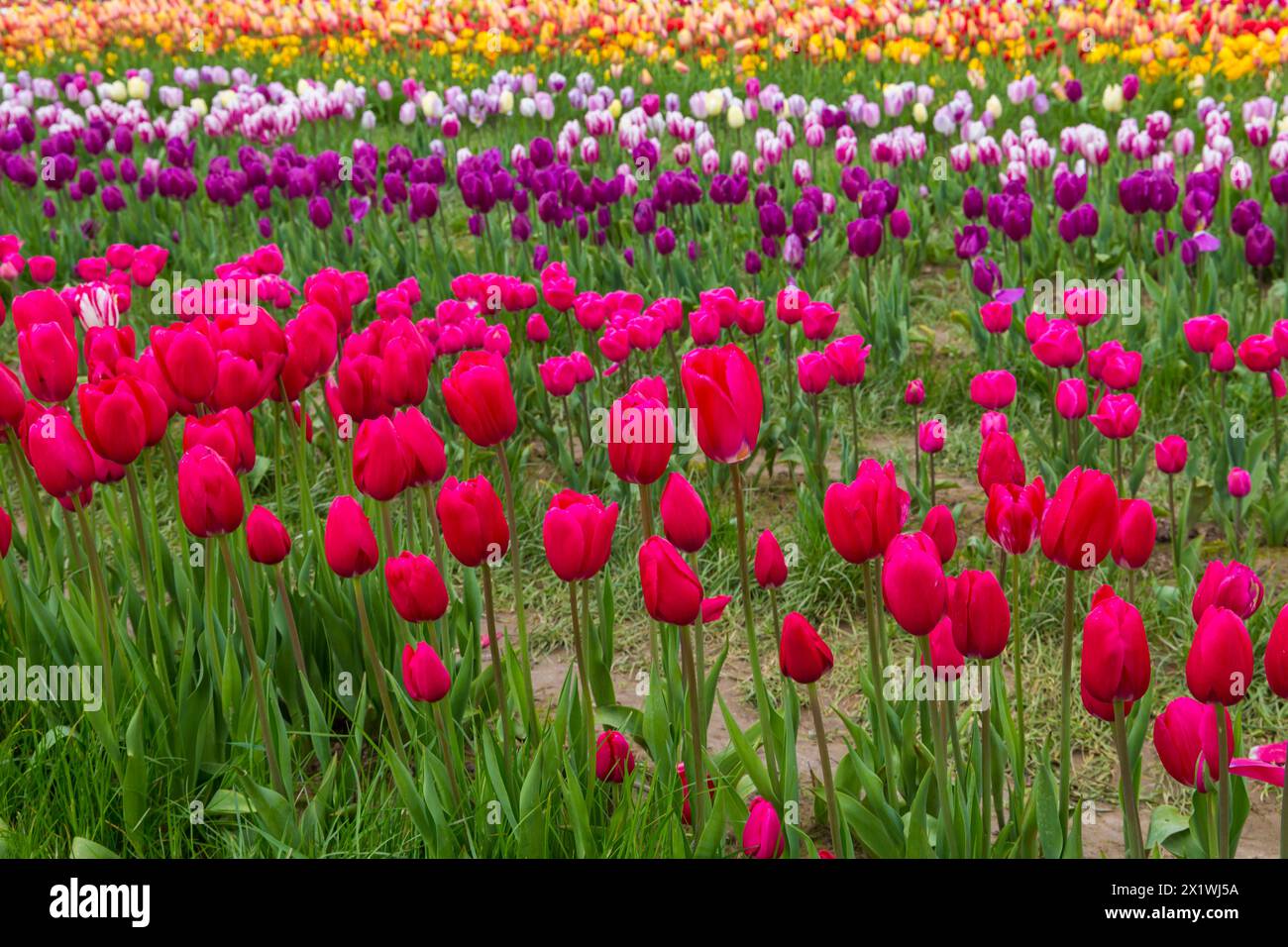 rows of brightly coloured tulips in tulip field tulip fields, Tulleys ...