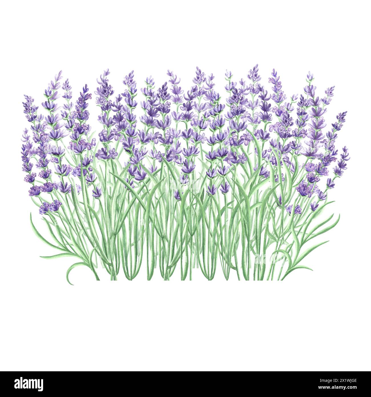 Lavender botanical illustration hi-res stock photography and images - Alamy
