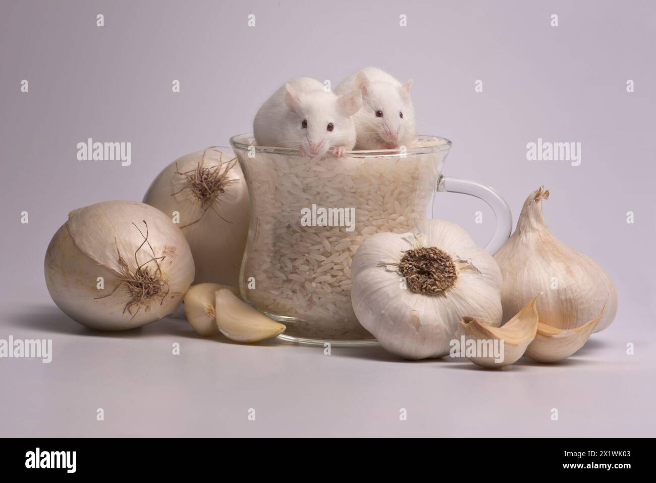 Albino mouse hi-res stock photography and images - Alamy