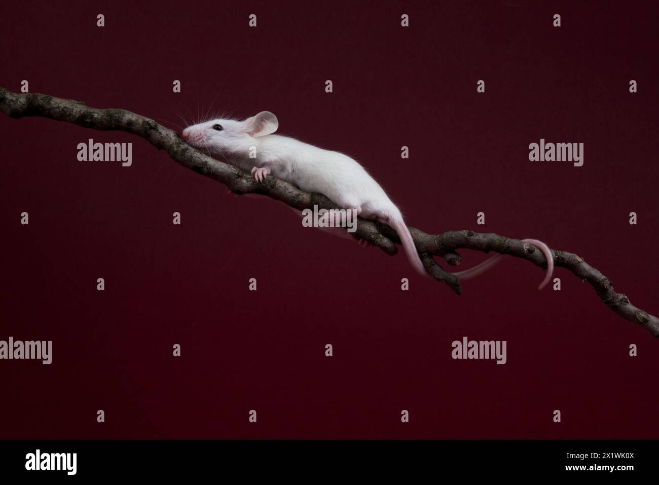 White mouse climbing a brach Stock Photo - Alamy