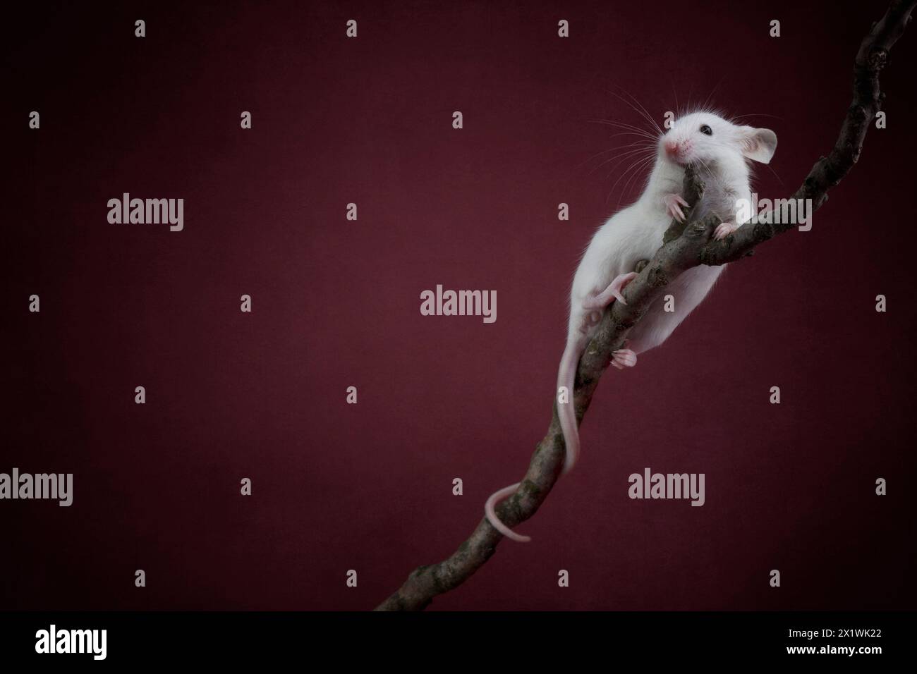 White mouse climbing a brach Stock Photo - Alamy