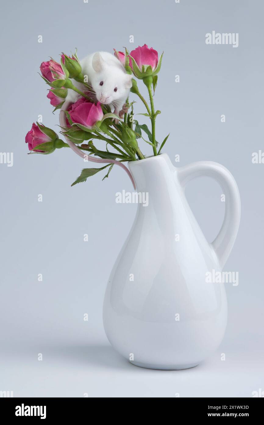 White mouse with roses in a vase Stock Photo - Alamy