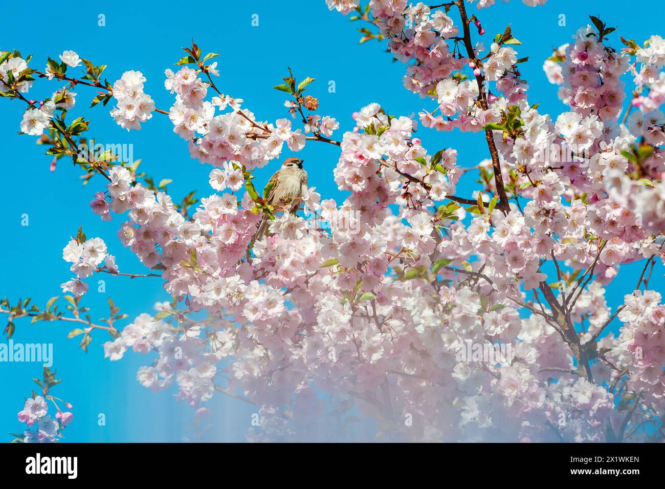 Delicate and beautiful cherry color with a sparrow on a branch. Sakura ...