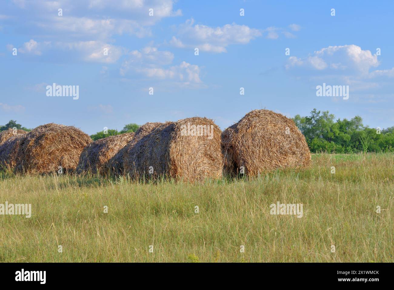 round bales of straw in field in Russia Stock Photo - Alamy