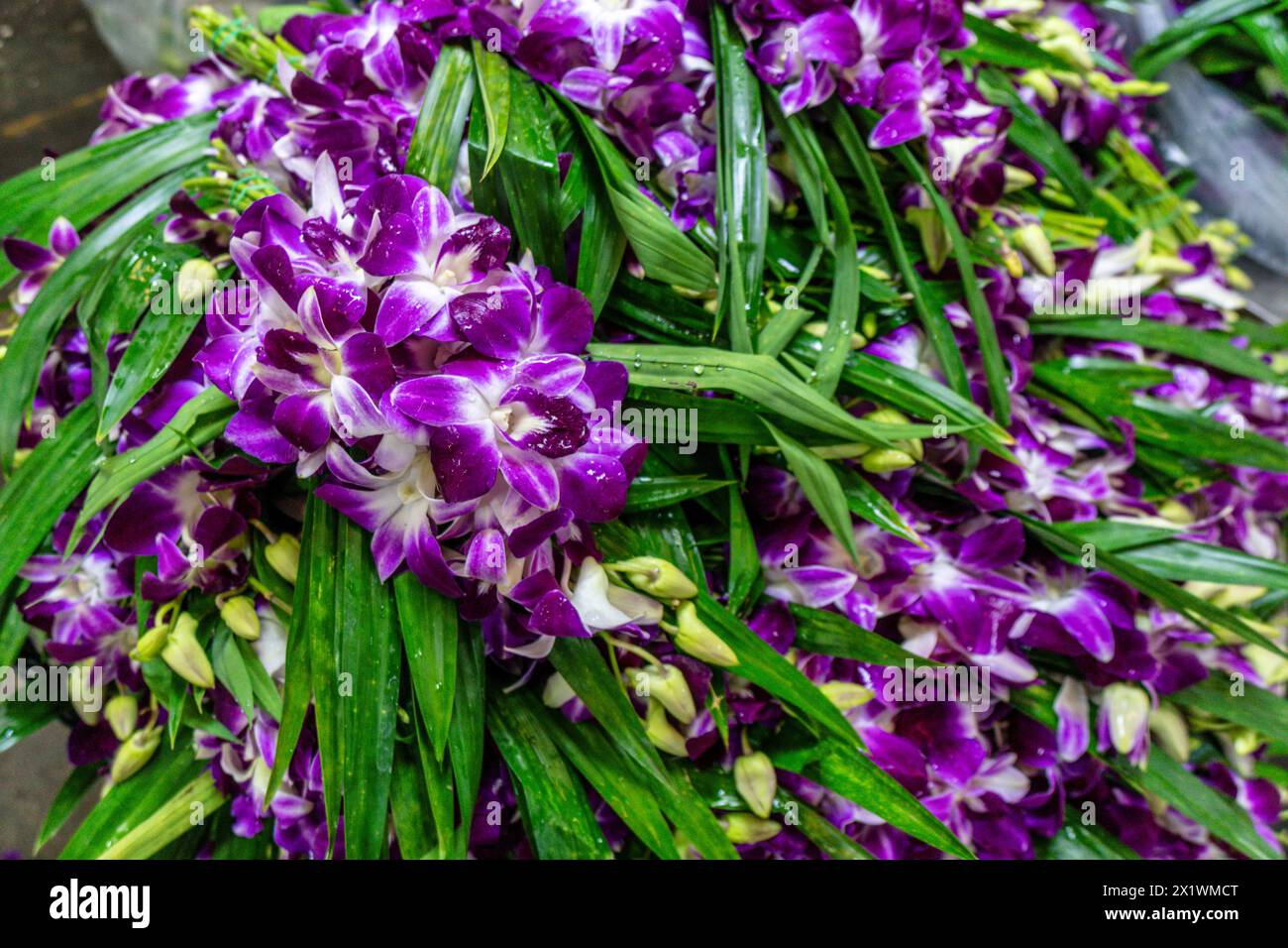 Thai orchids, Flower Market , Pak Klong Talad ,Bangkok ,Thailand ...