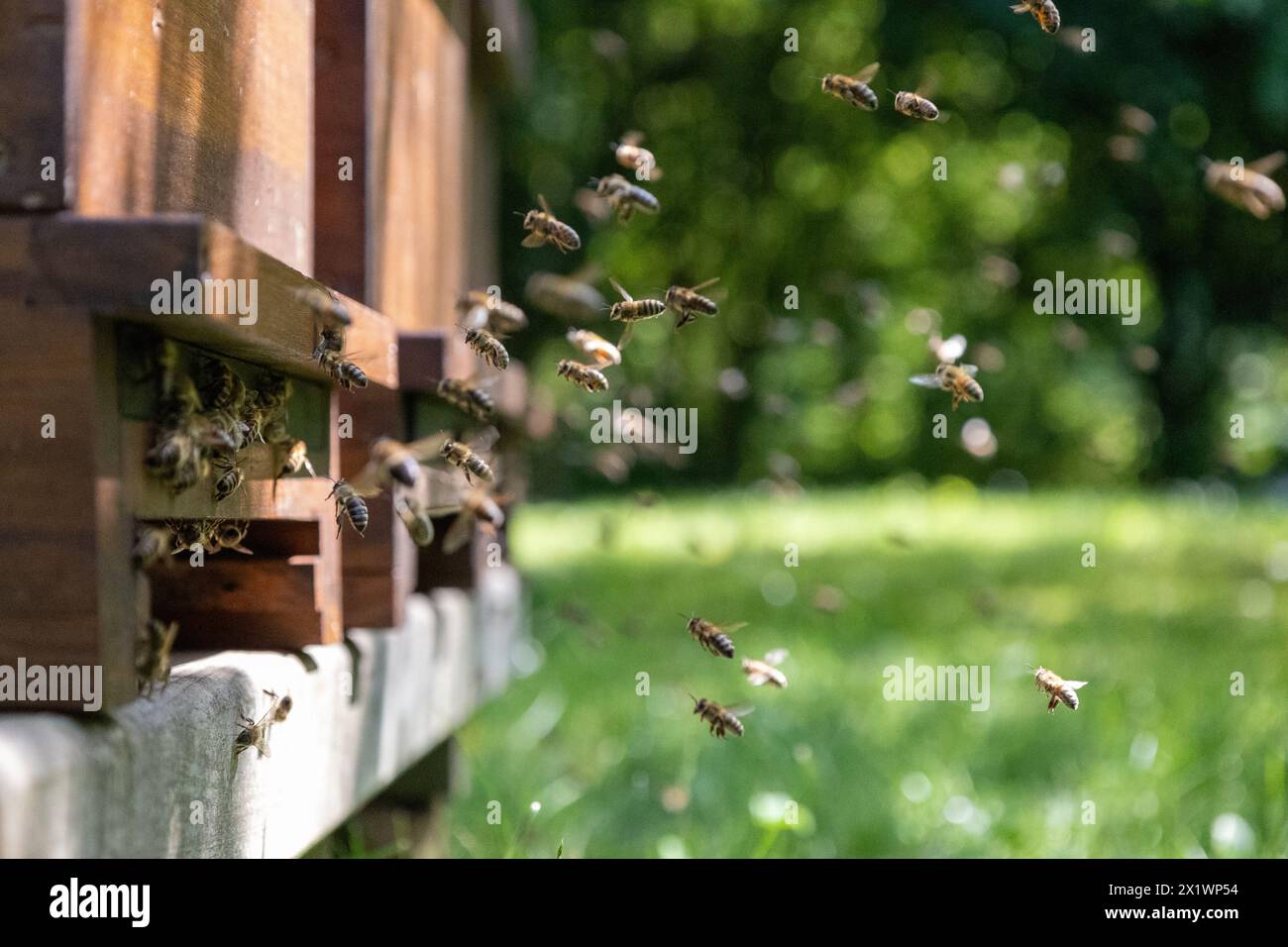 Teamwork of bees hi-res stock photography and images - Alamy
