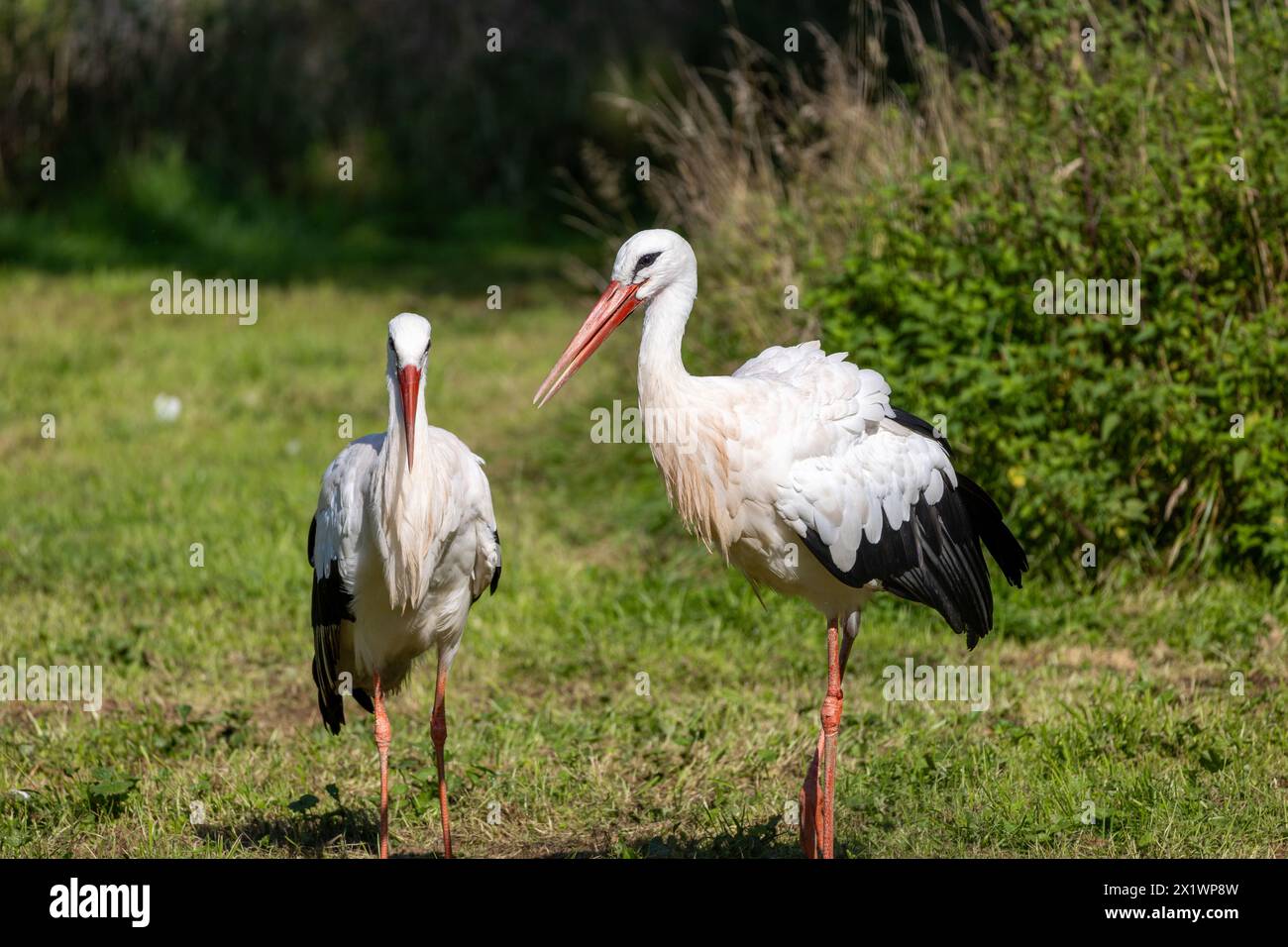 Two elegant storks hi-res stock photography and images - Alamy