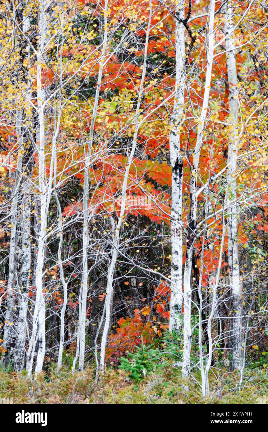 Birch trees having frops most of their leaves allow the Maples behind ...