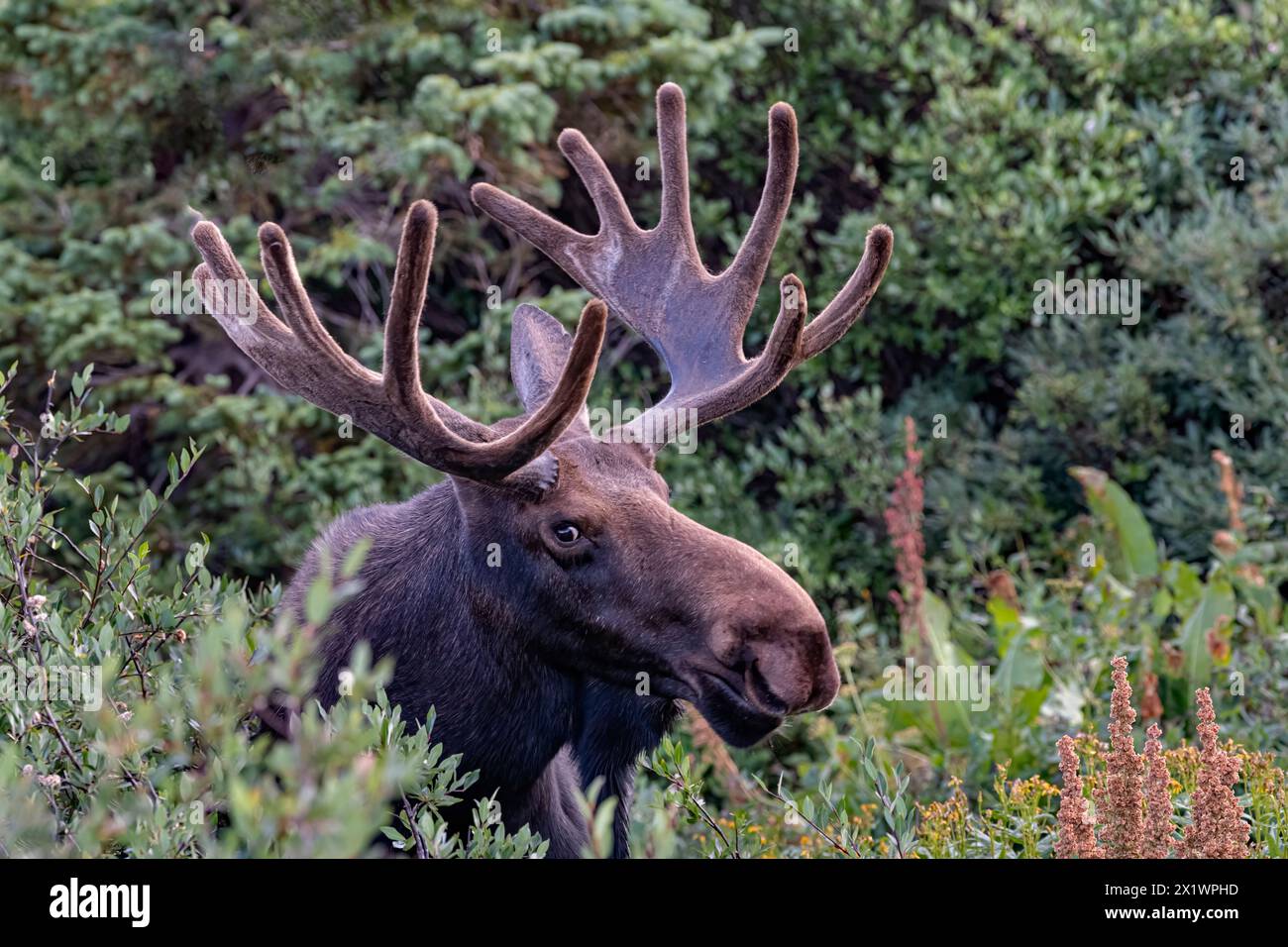 A moose gives a quizical look while taking abreak from munching willows ...
