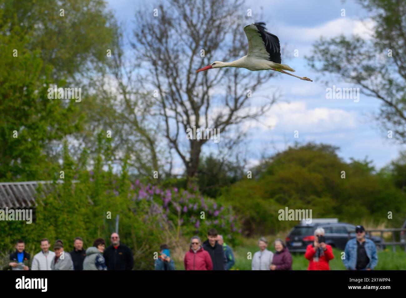 18 April 2024, Saxony-Anhalt, Loburg: A stork released into the wild by ...