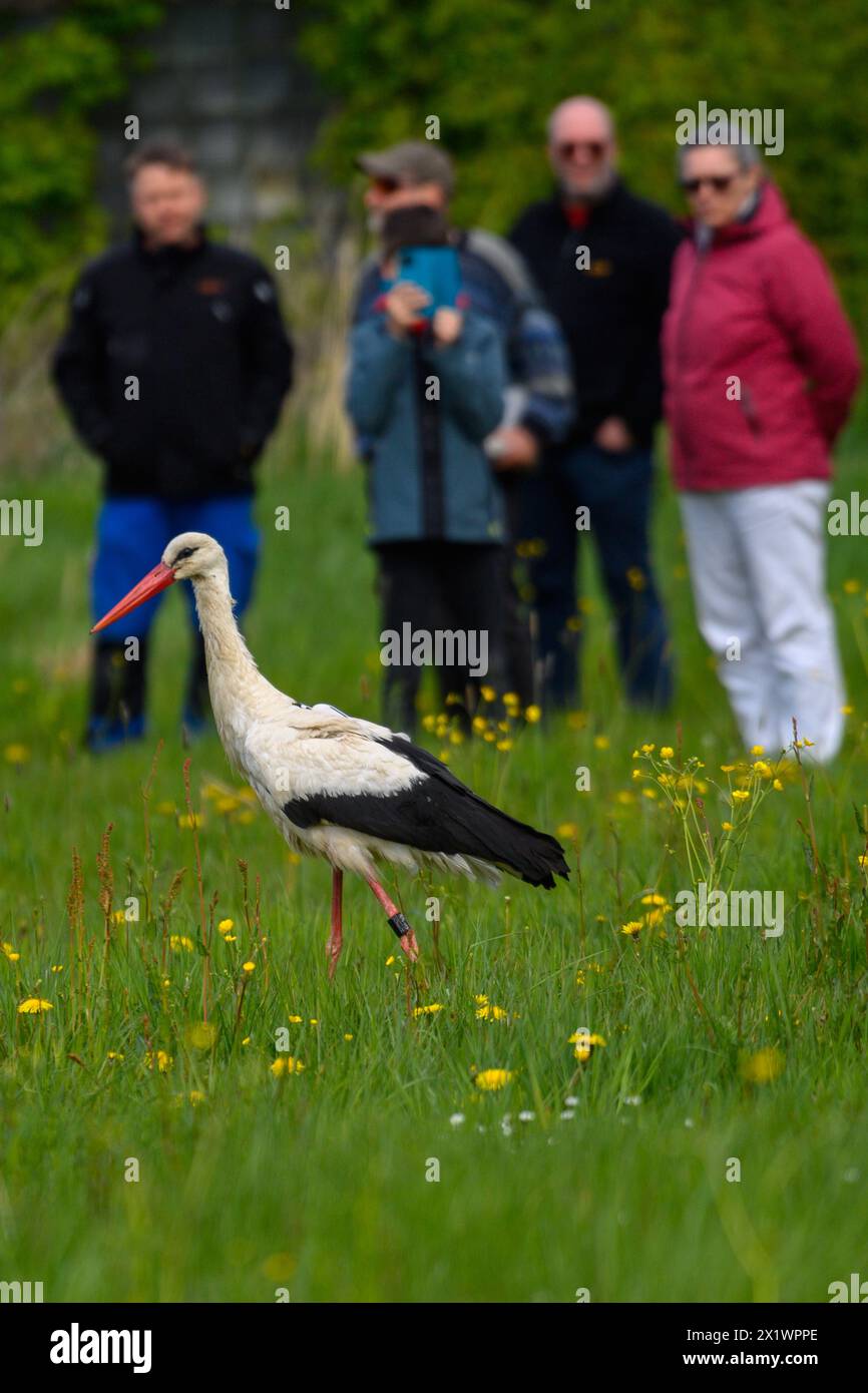 Loburg, Germany. 18th Apr, 2024. A stork released from the Loburg stork ...