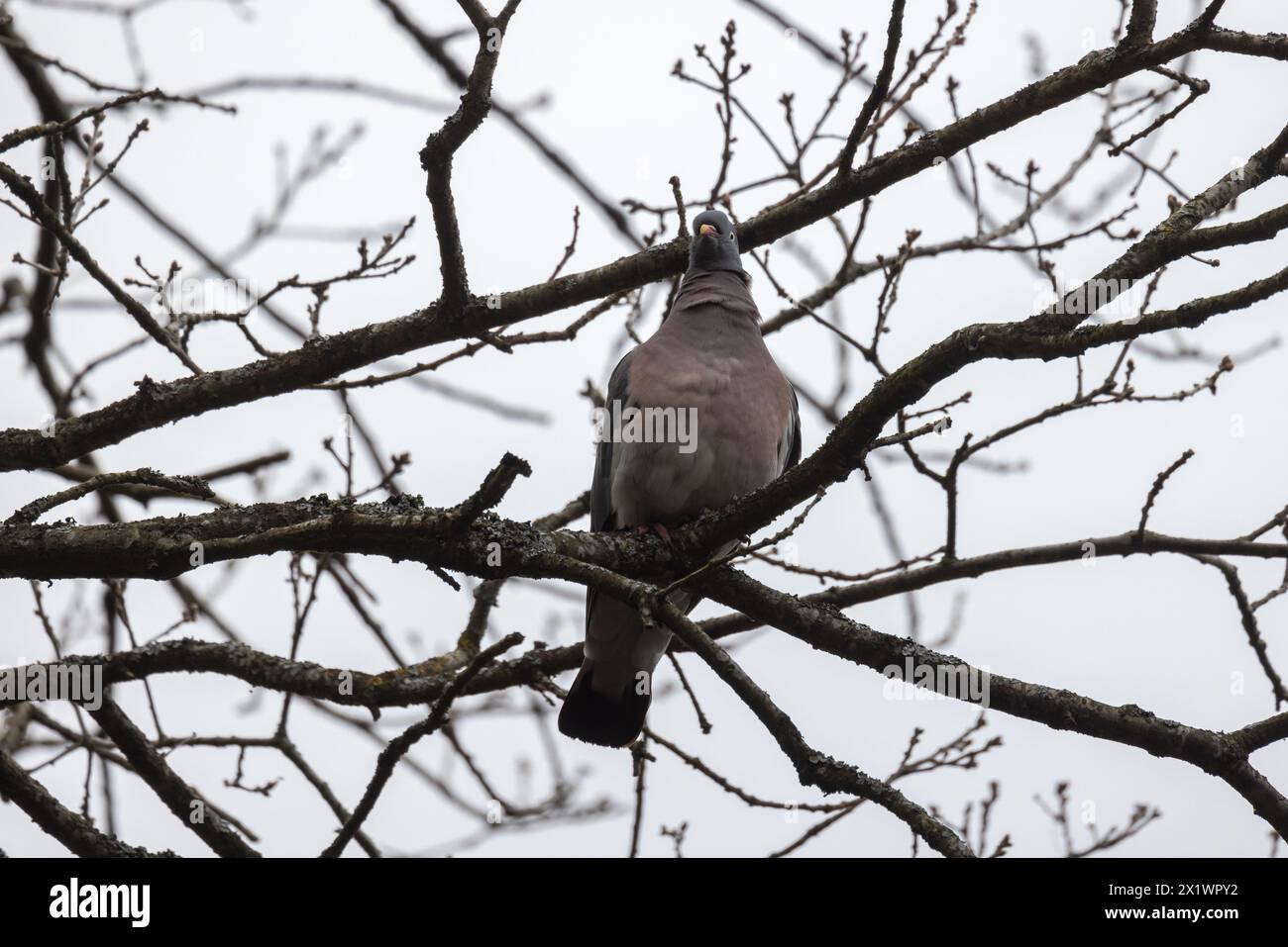 Bird is on the branch. Oriental turtle dove or rufous turtle dove is a ...