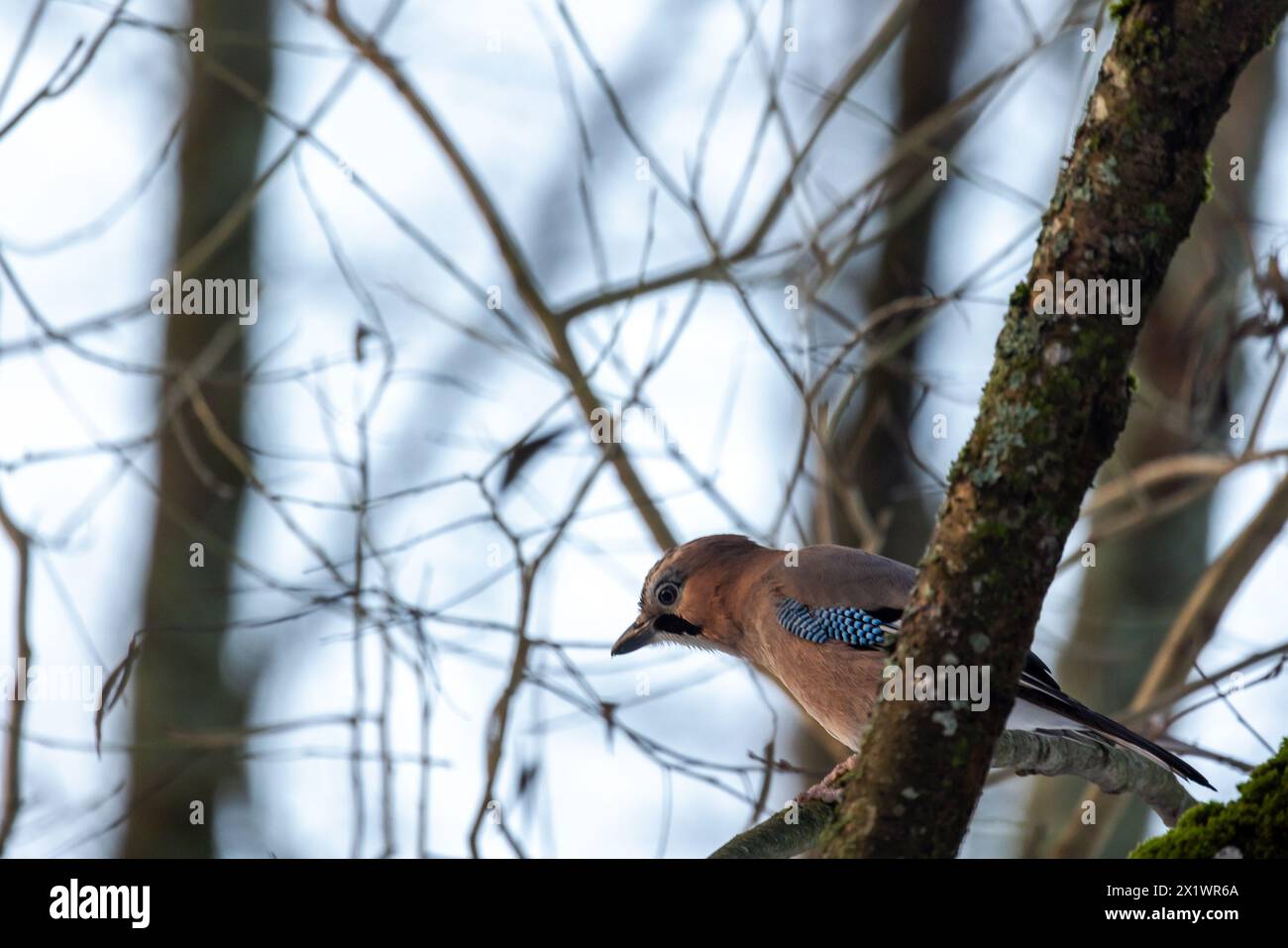 Colorful bird is on the branch in winter forest. The Eurasian jay is a ...
