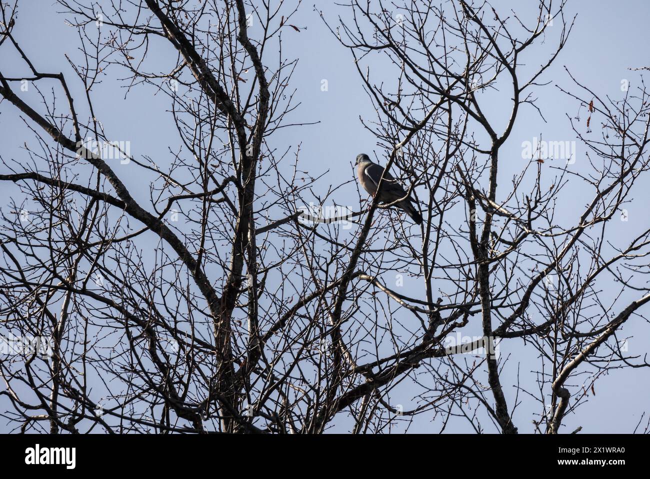 Bird sits on the tree. Oriental turtle dove or rufous turtle dove is a ...