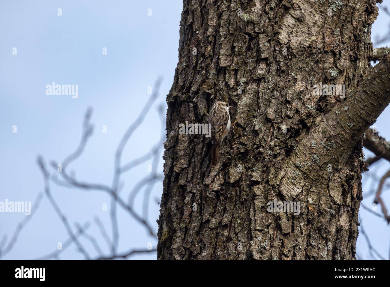 Bird climbing up a tree, leaning on its tail. The Eurasian treecreeper ...