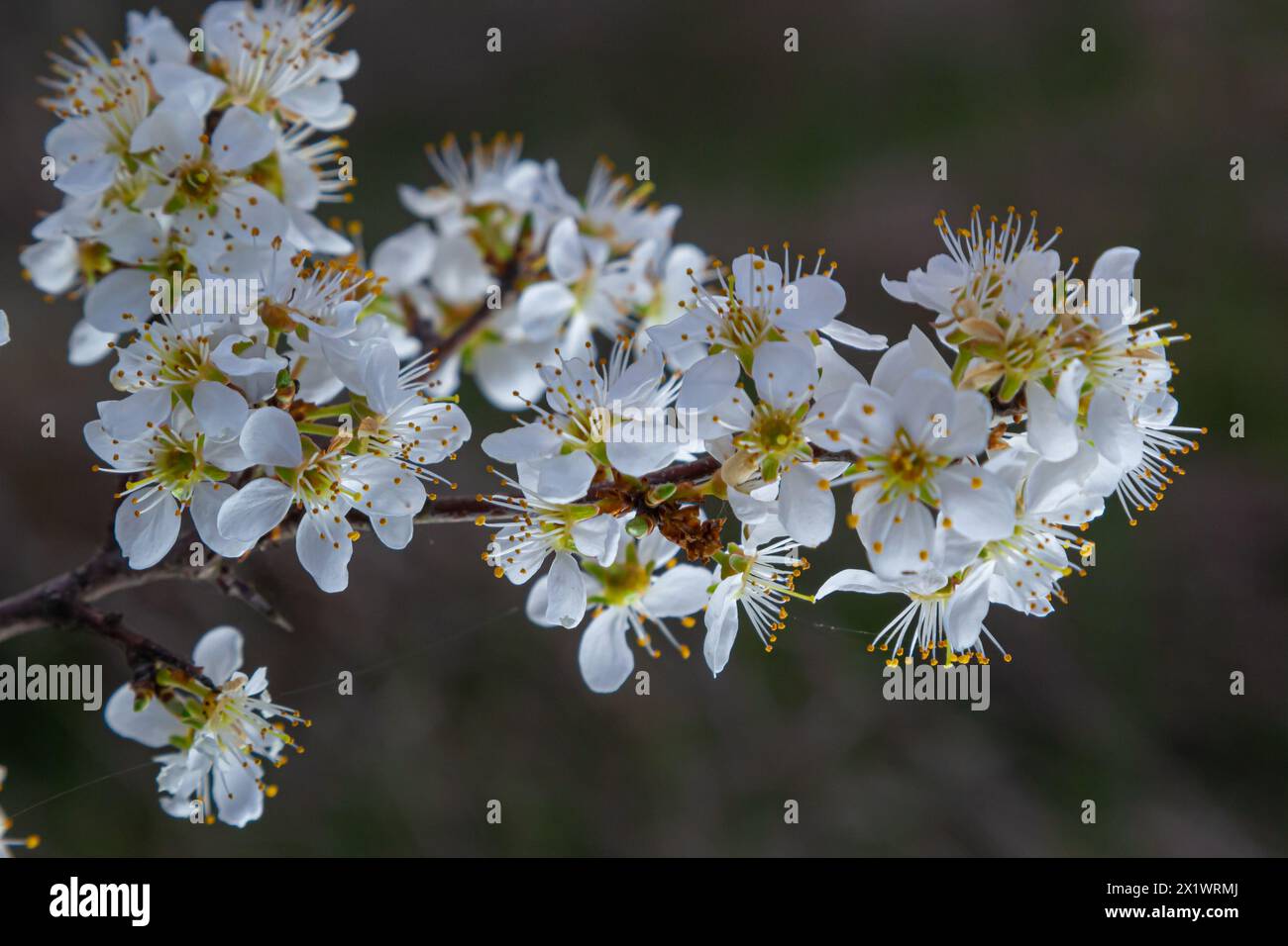Blackthorn prunus spinosa sloe plant shrub white flower bloom blossom ...