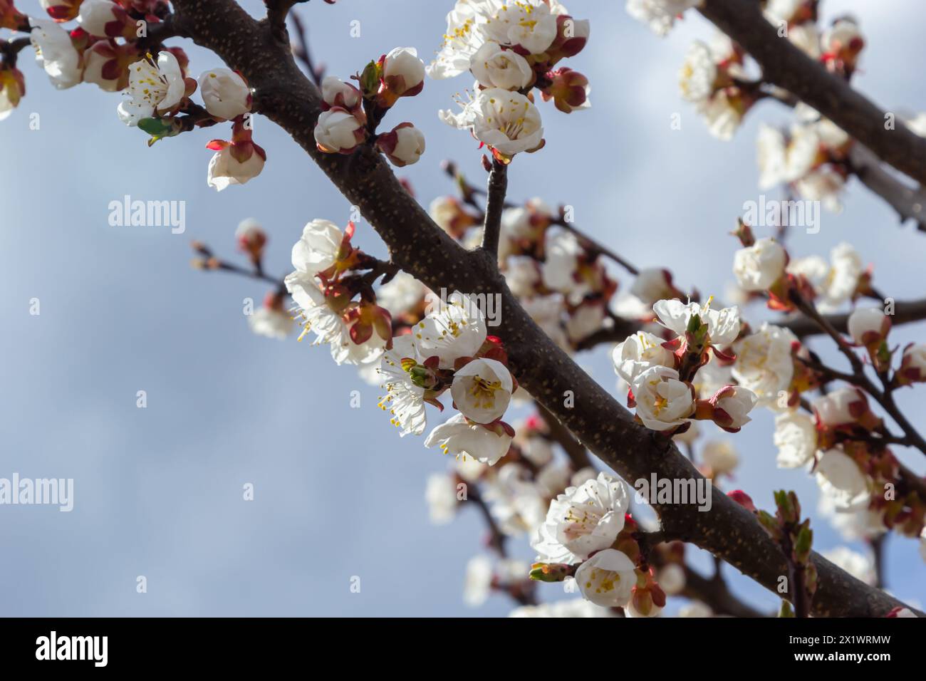 Beautiful white apricot tree blossoms in a spring garden. Apricot tree ...
