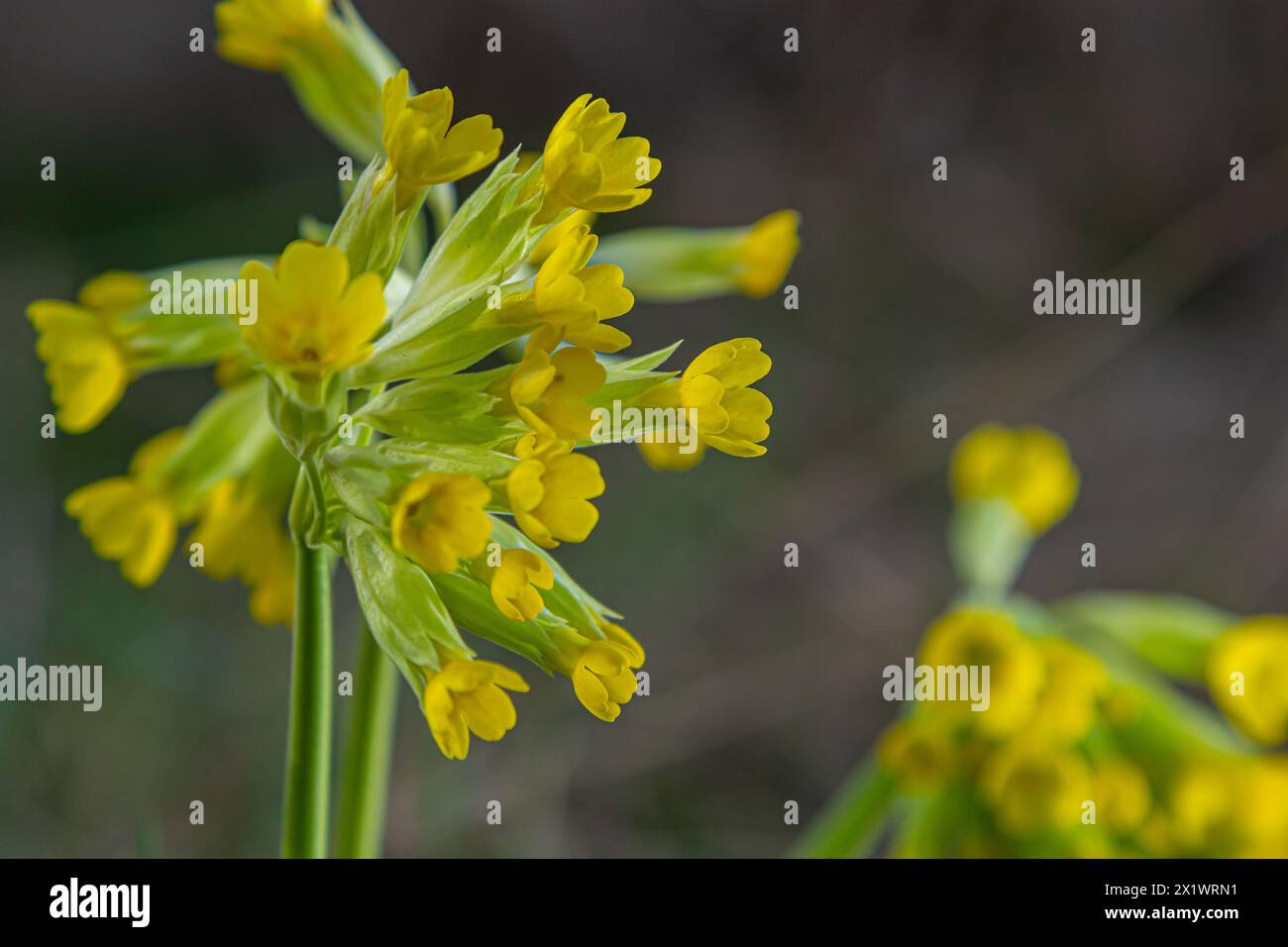 Primula veris is a herbaceous perennial flowering plant in the primrose ...