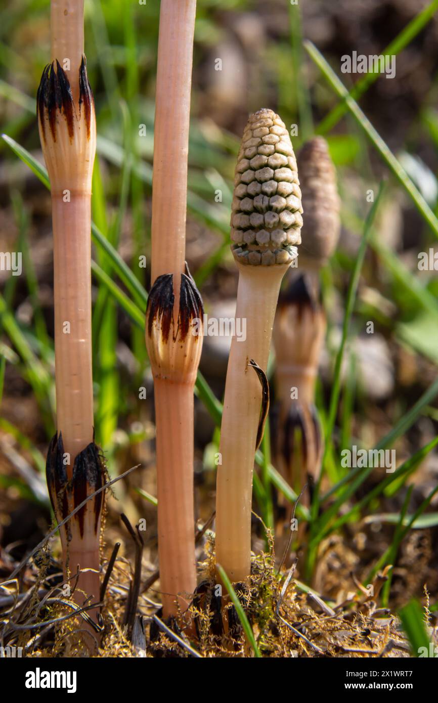 Equisetum arvense, the field horsetail or common horsetail, is an ...