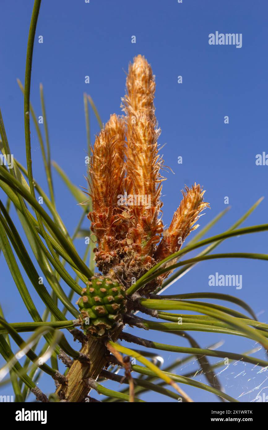 There are long buds on a pine branch. Buds appear on the pine tree in ...