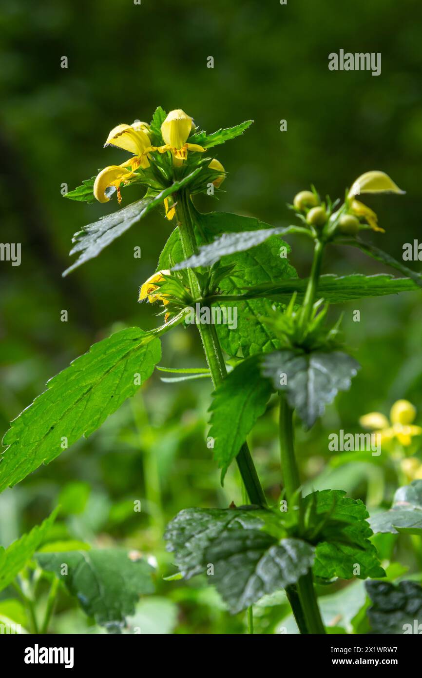 Yellow Archangel, Galeobdolon luteum or Lamium galeobdolon, detail of ...