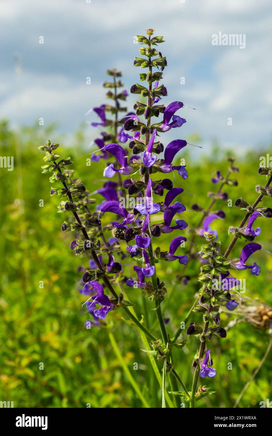 Plant native to europe and western asia hi-res stock photography and ...