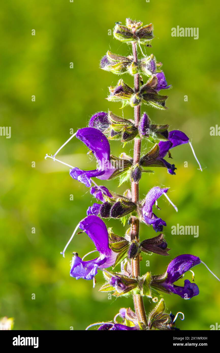 Plant native to europe and western asia hi-res stock photography and ...