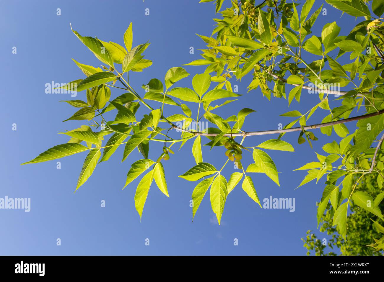 spring branches of ash maple tree with green leaves close-up in city ...