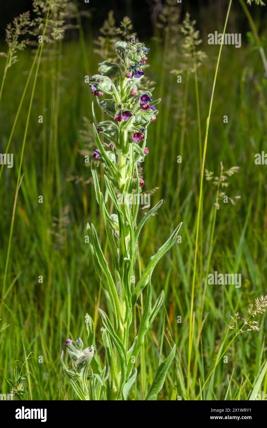 Blurred Houndstongue or dog's tongue, Cynoglossum officinale, flowering ...
