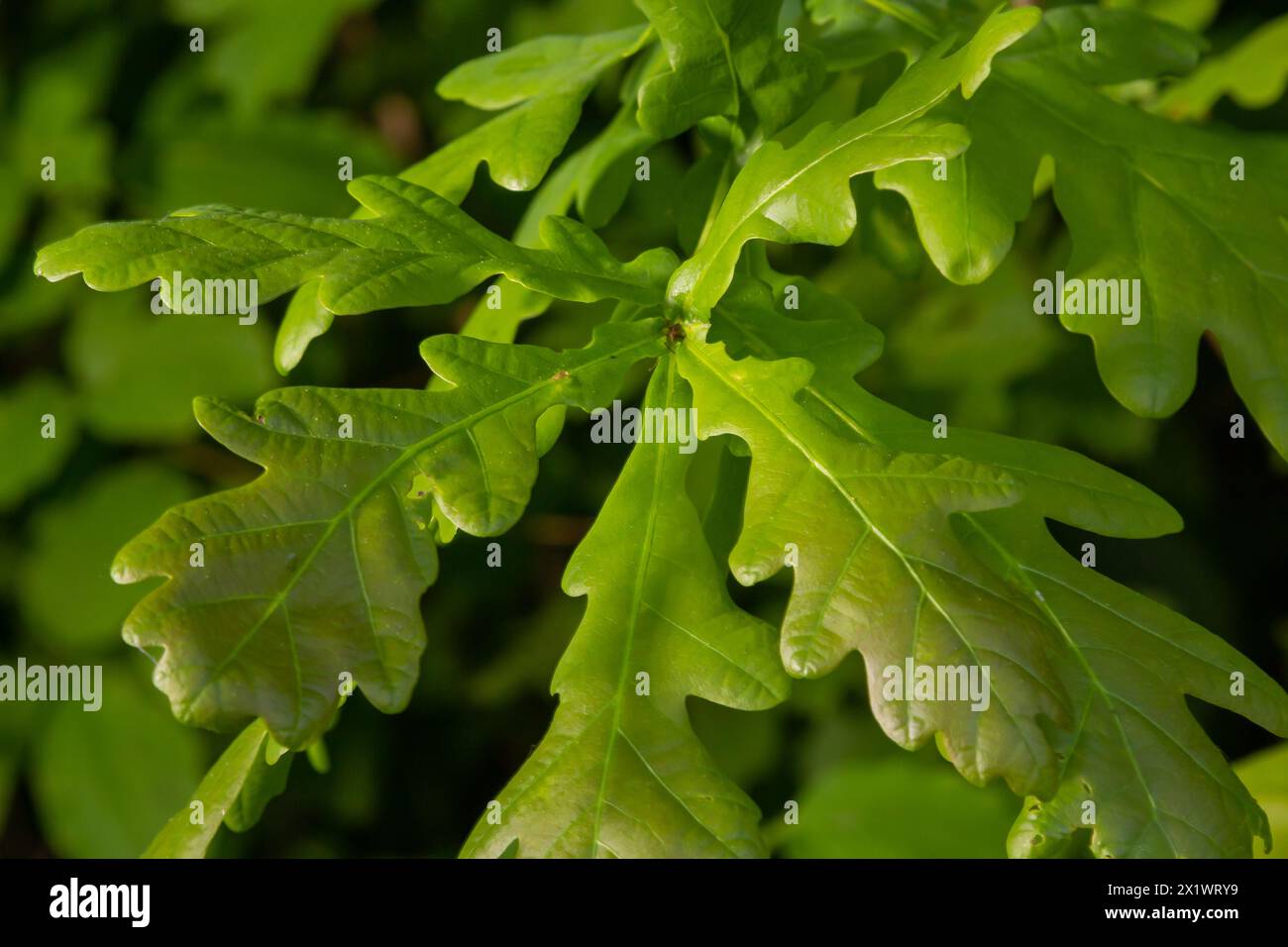 European oak, Quercus robur, spring new leaves under sunlight on a ...