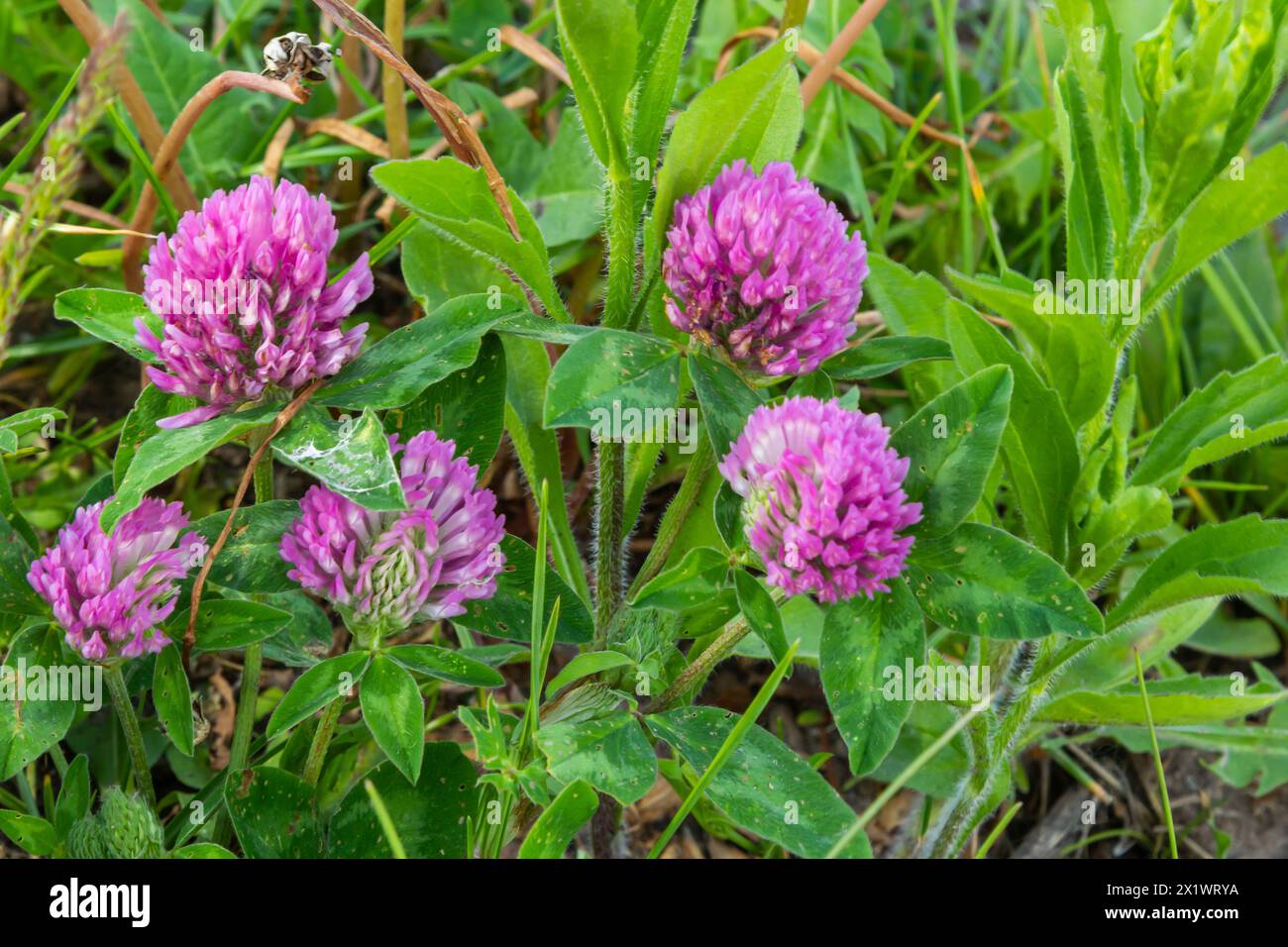Trifolium pratense. Thickets of a blossoming clover. Red clover plants ...