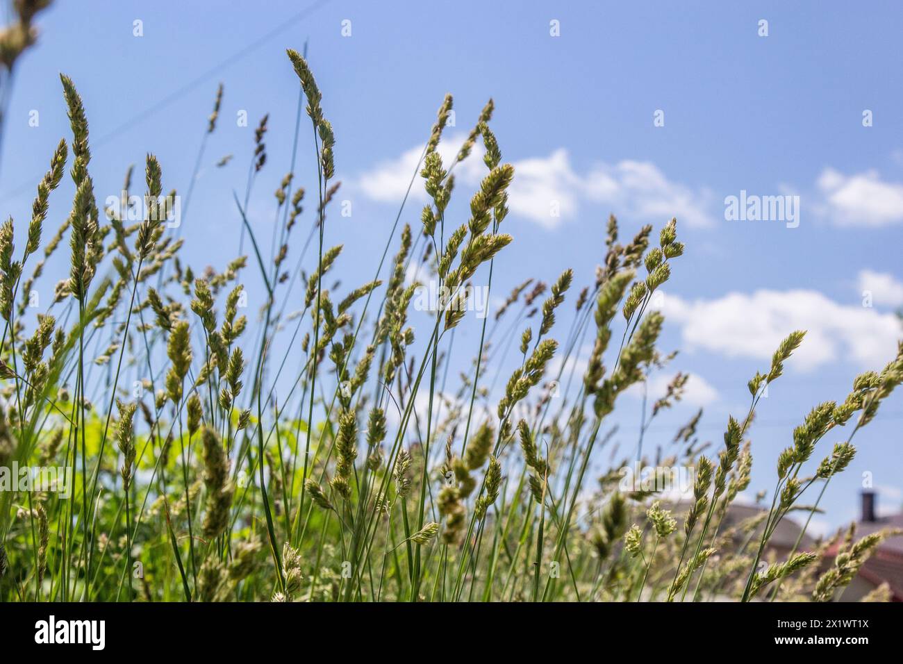 Wild grasses against sunset in springtime in front of north atlantic ...