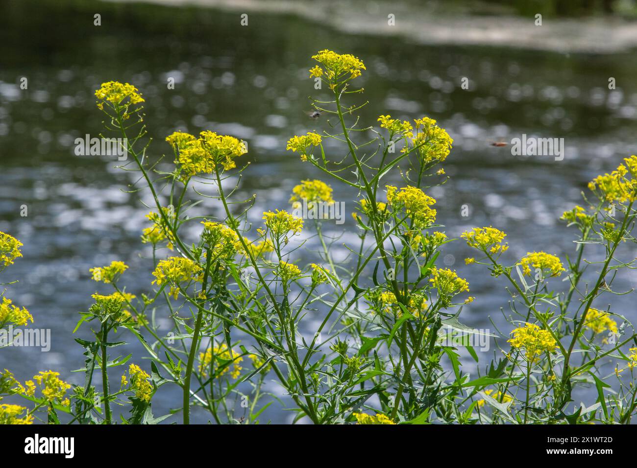 the Close up of Wintercress Barbarea vulgaris Brassicaceae. Selective ...