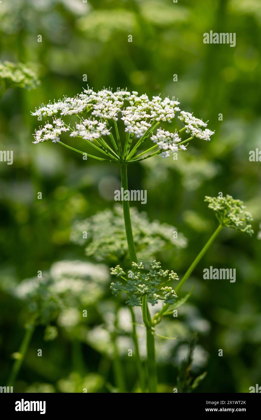 A view of a white-flowered meadow of Aegopodium podagraria L. from the ...