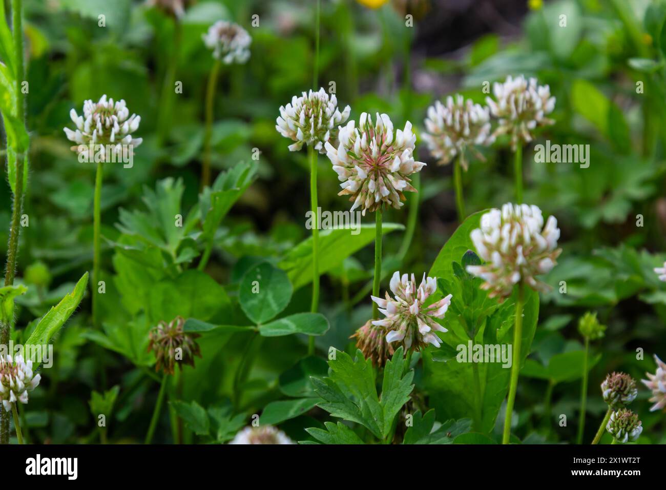 White clover aka Trifolium repens in grass on summer meadow. Close up ...