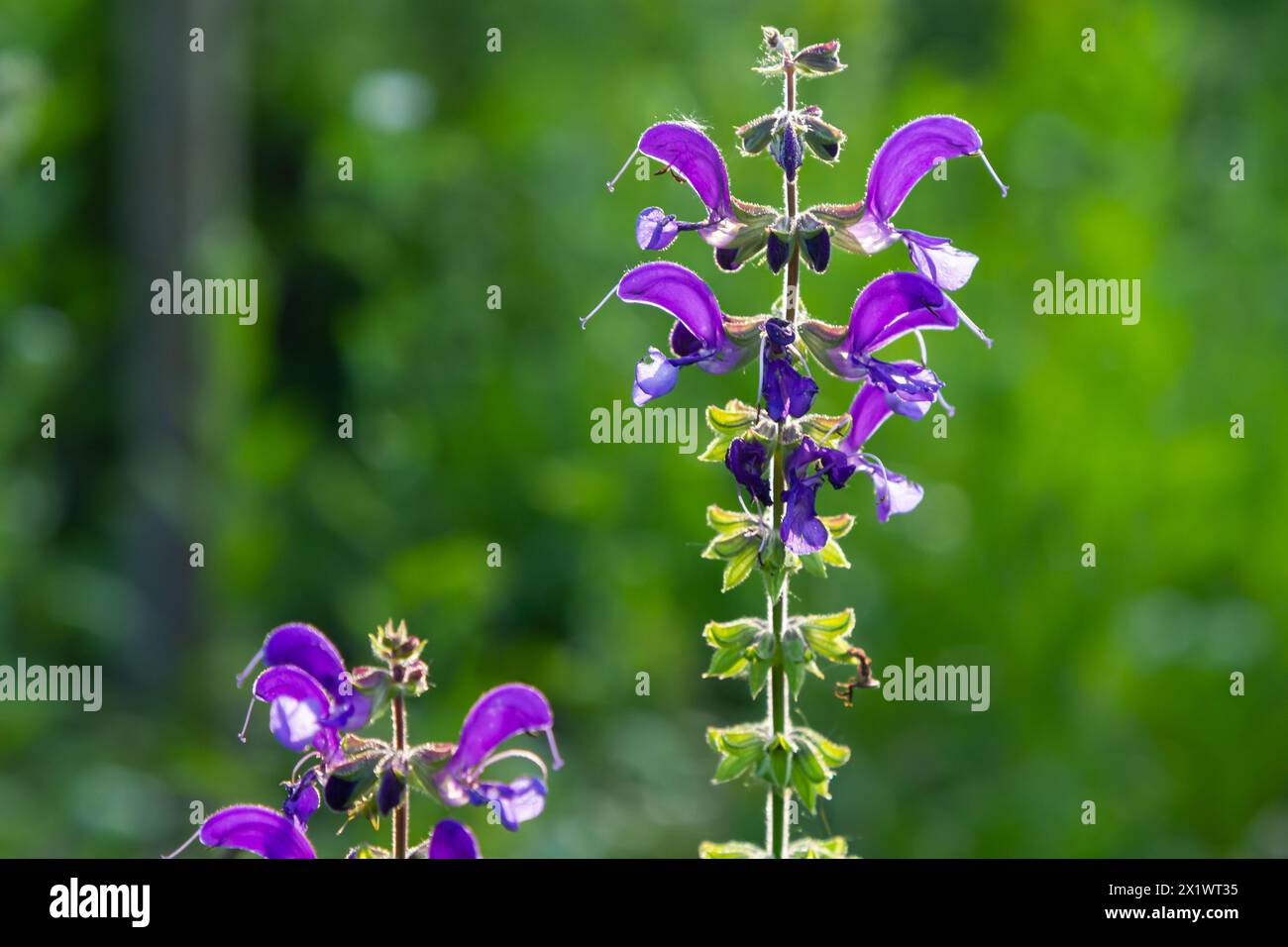 Plant native to europe and western asia hi-res stock photography and ...