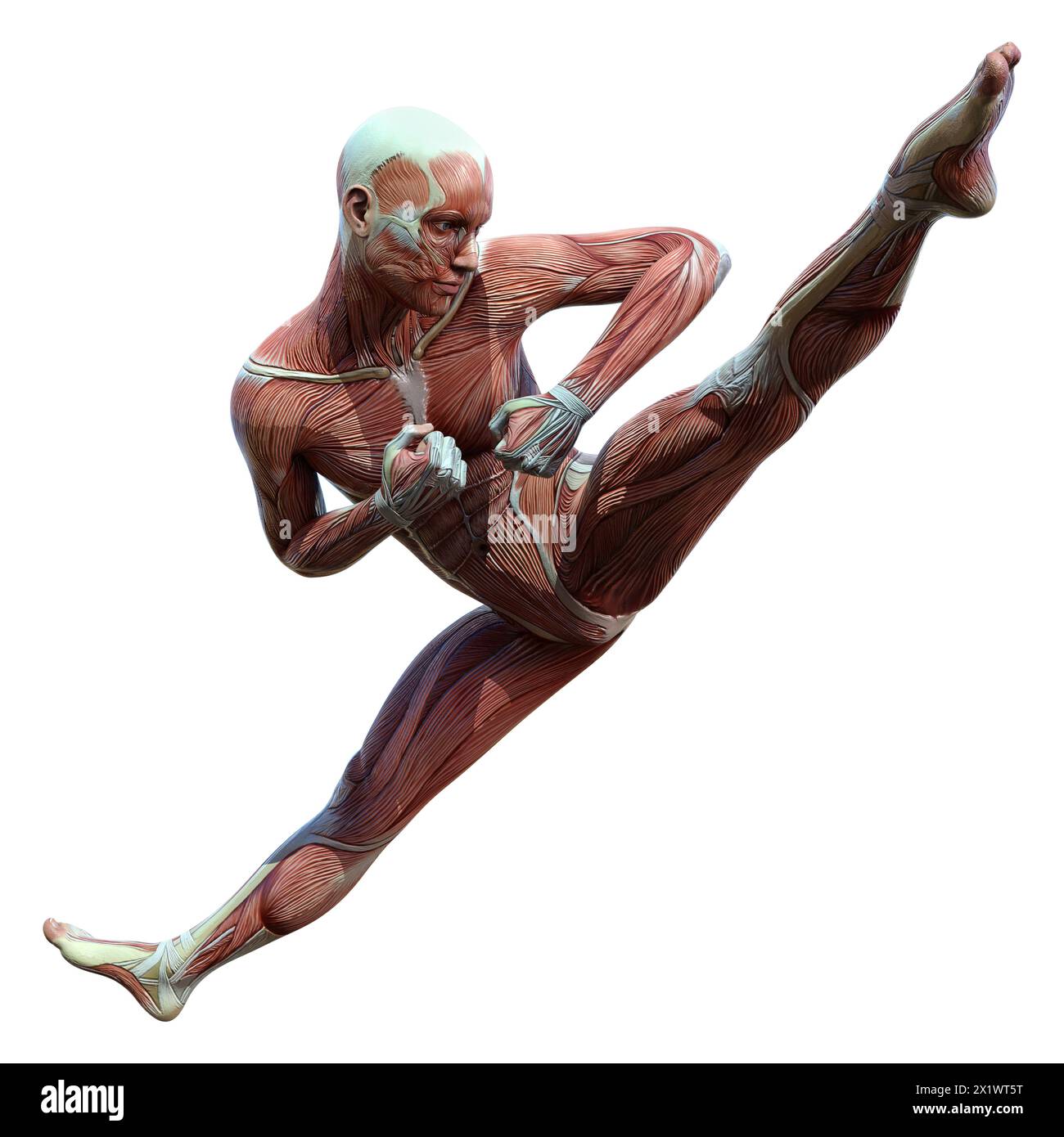 3D rendering of a male figure with muscle maps isolated on white ...