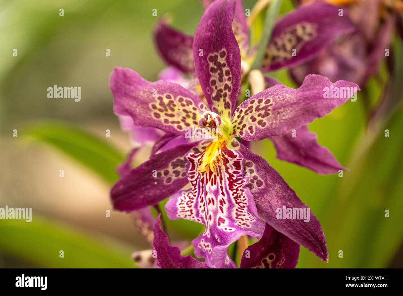 Aliceara Marfitch "Howard's Dream" orchid on display for Orchid Daze at ...
